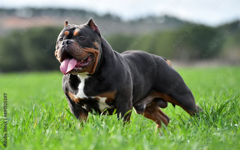 Foto de Stock un perro american bully extreme | Adobe Stock