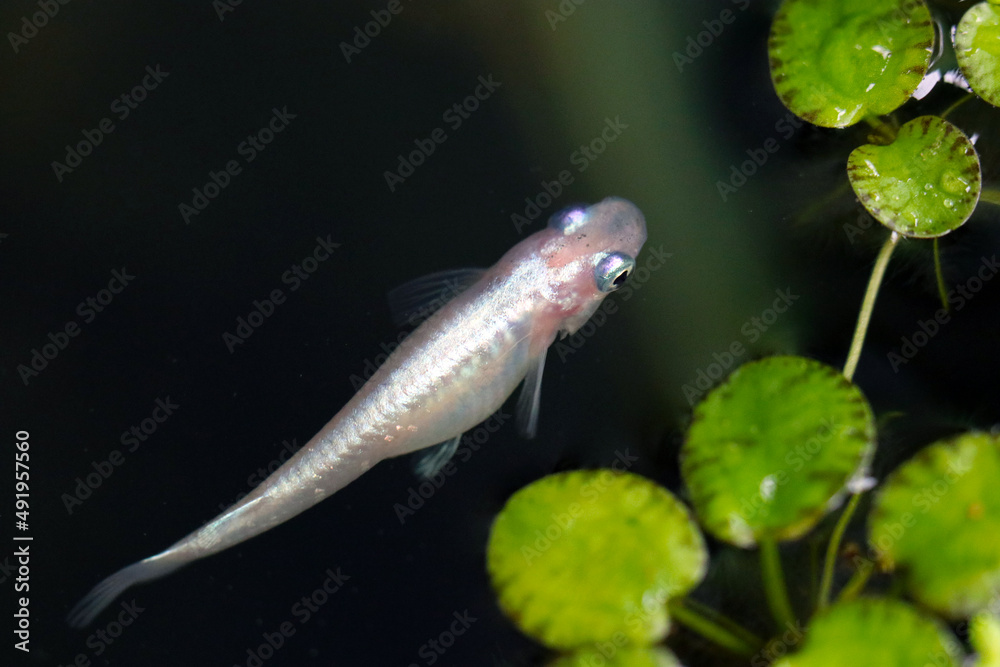 Glacier blue and clear white Japanese aquarium Rice fish "Miyuki Medaka ...