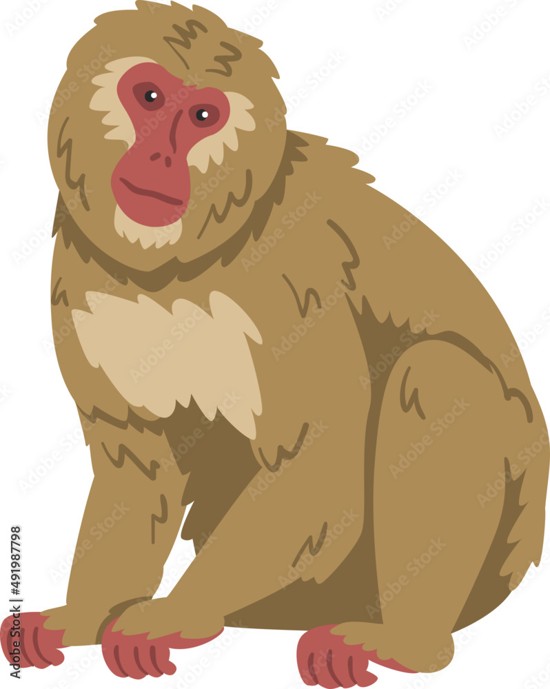 Macaque Monkey with Forward-facing Eyes as Herbivorous Ape in Sitting ...