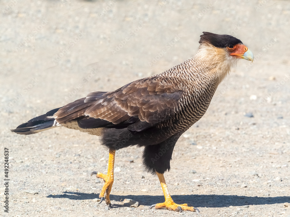 Crested caracara (Caracara plancus), a bird of prey in the family ...