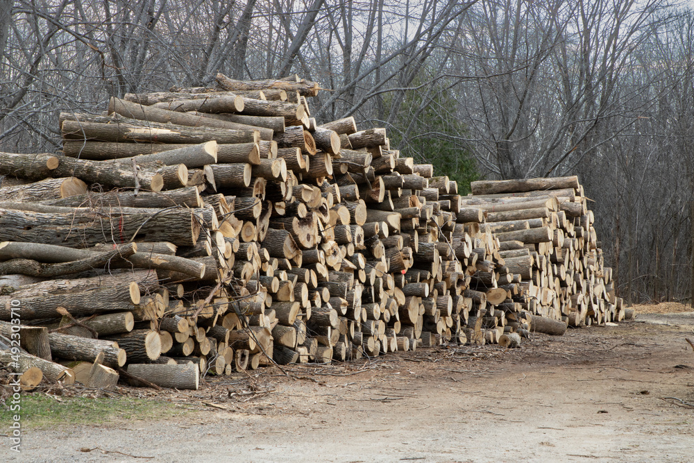 Felled ash tree lumber pile from emerald ash borer damage in nature ...