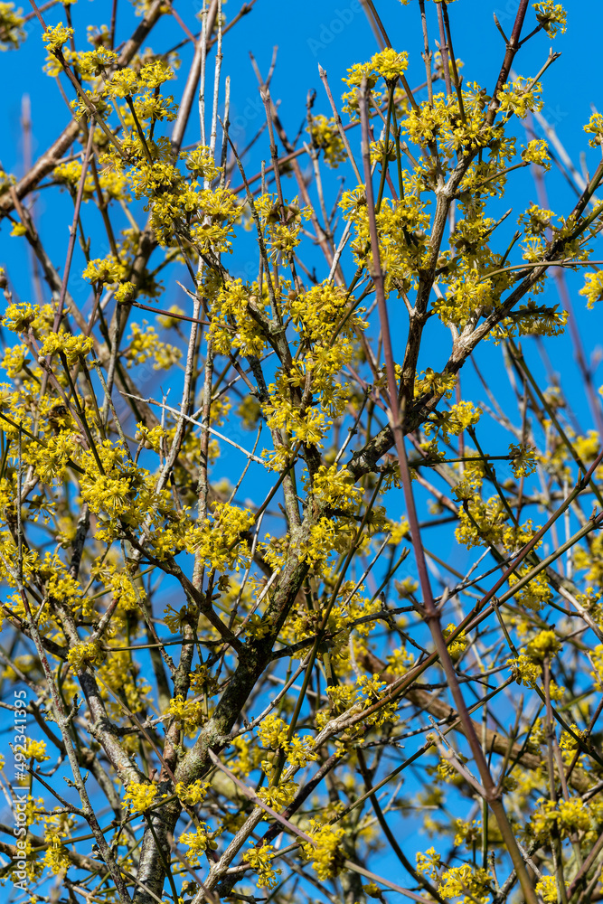 Cornus Mas 'Aurea' a winter spring flowering shrub plant with a yellow ...