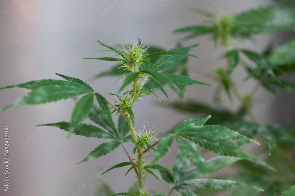 baby Marijuana plant with buds forming for medical use, Lush green weed ...