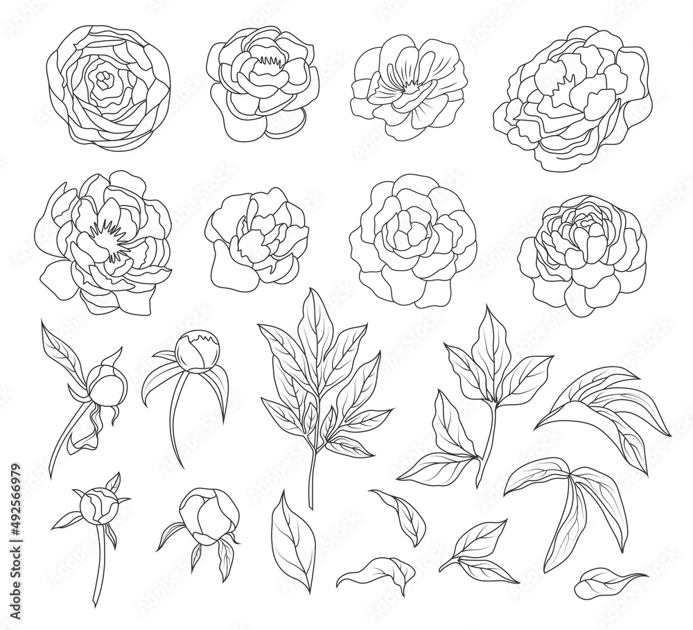 Peony flower and leaves line drawing. Vector hand drawn outline floral ...