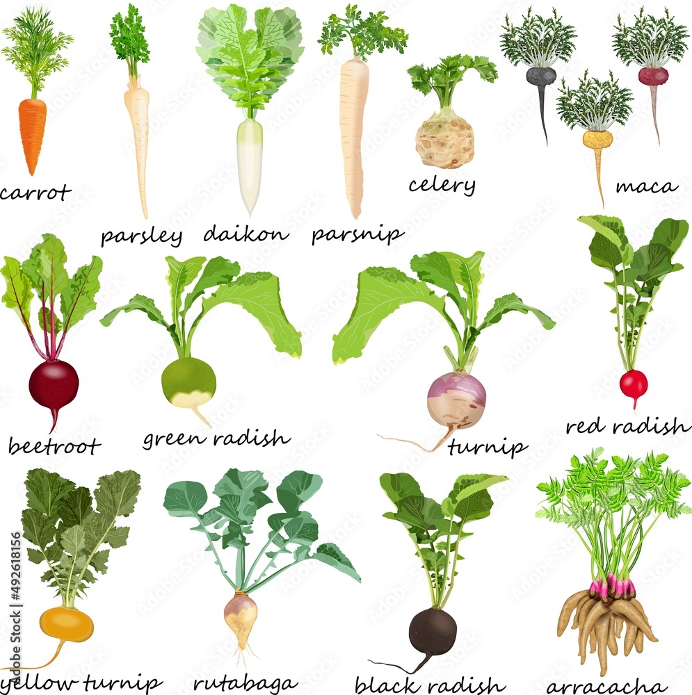 Root vegetables. Carrot. Beetroot. Celery. Parsley. Red radish. Black ...