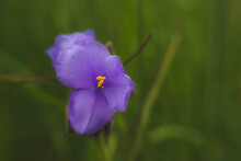 Purple Spiderwort In Garden Free Stock Photo - Public Domain Pictures