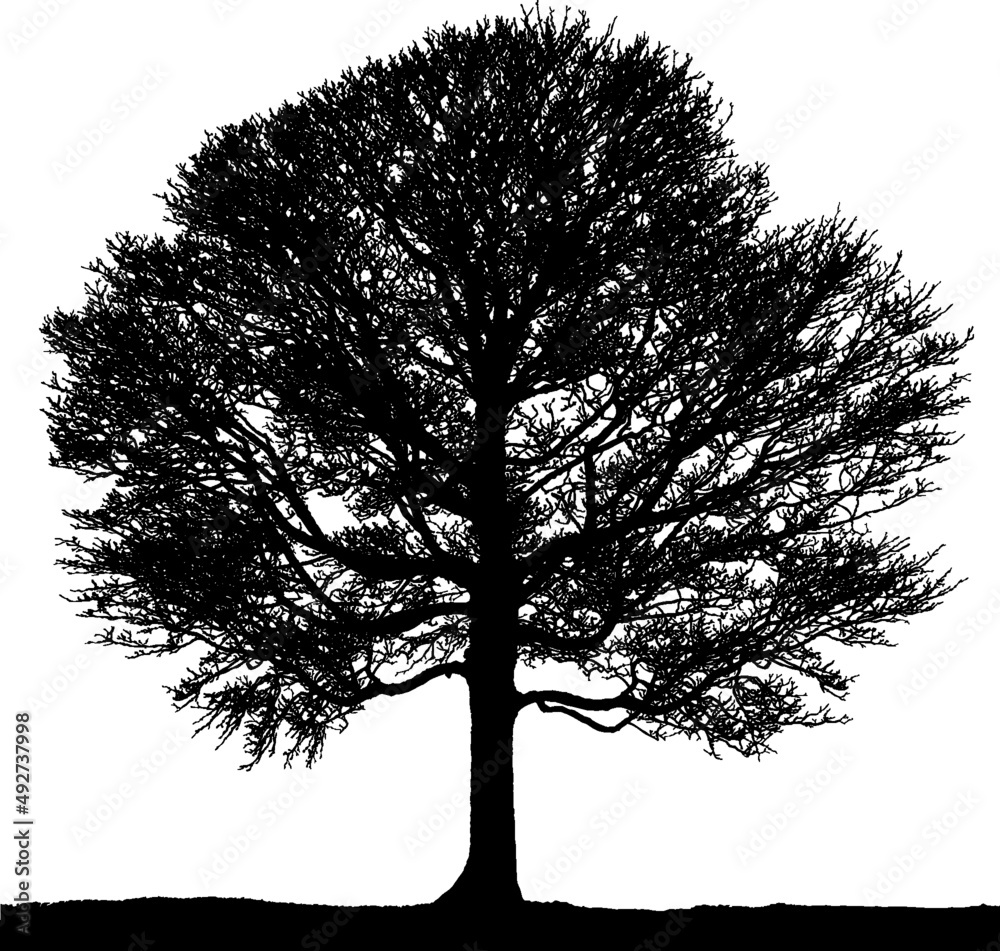 Wide Tree Silhouette