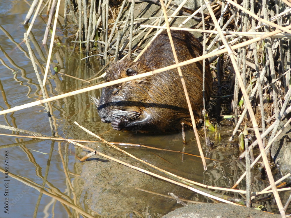 nutria (Myocastor coypus), also known as the coypu arge, herbivorous ...
