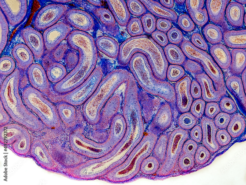 rabbit epididymis cross section under the microscope showing ...