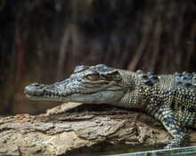 Freshwater Crocodile On Log Free Stock Photo - Public Domain Pictures