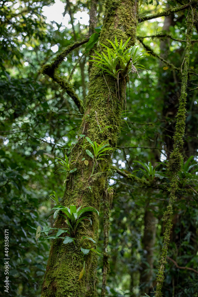Lush foliage and flowers adorns the neotropical and montane cloud ...