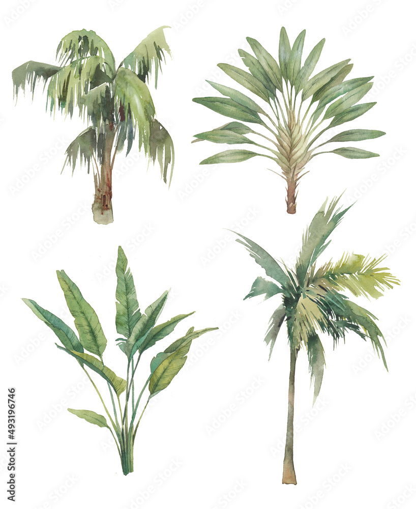 Watercolor palm tree set. Hand painted exotic green branches and palms ...