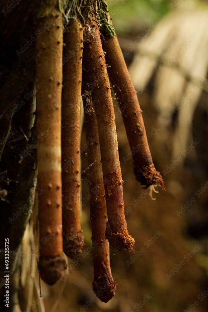 Raiz de arvore da Mata Atlântica Brasileira. São Paulo, Brasil. 素材庫相片 ...