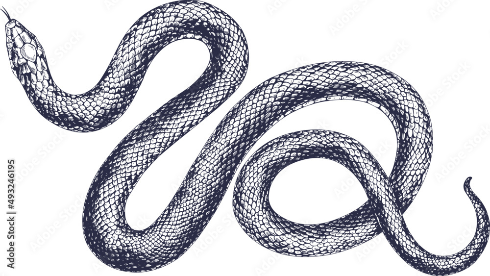 Vintage Snake Engraving Illustration Stock Vector | Adobe Stock