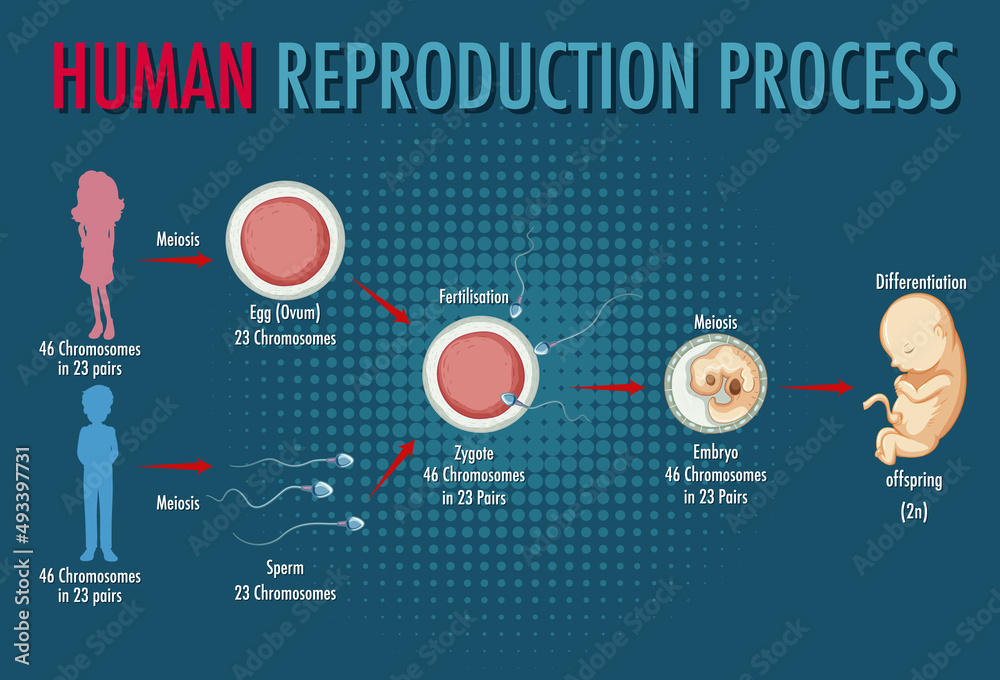 Diagram showing human reproduction process Stock Vector | Adobe Stock