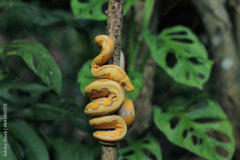 The yellow reticulated python (Malayopython reticulatus) is a python ...