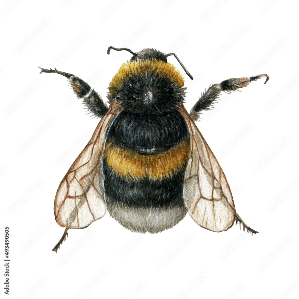 Watercolor bee illustration isolated on white background. Bumblebee ...