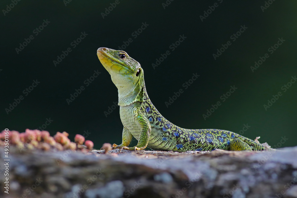 Close up portrait of a big and dominant adult male ocellated lizard or ...