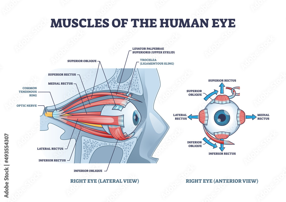 Eye Muscles Model Labeled