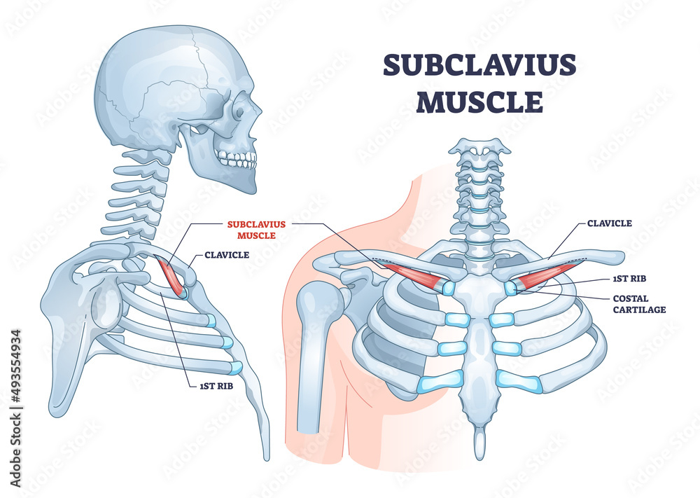Vector de Stock Subclavius muscle as upper body shoulder muscular ...