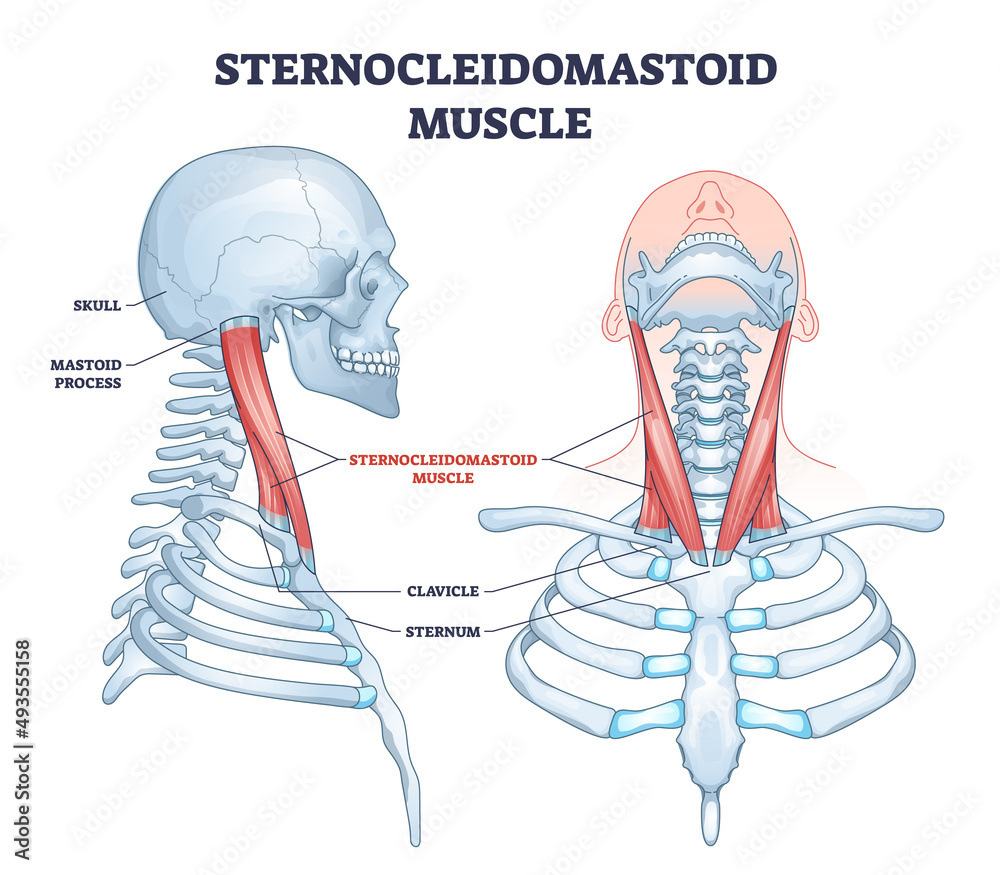 Sternocleidomastoid muscle as human neck muscular system outline ...
