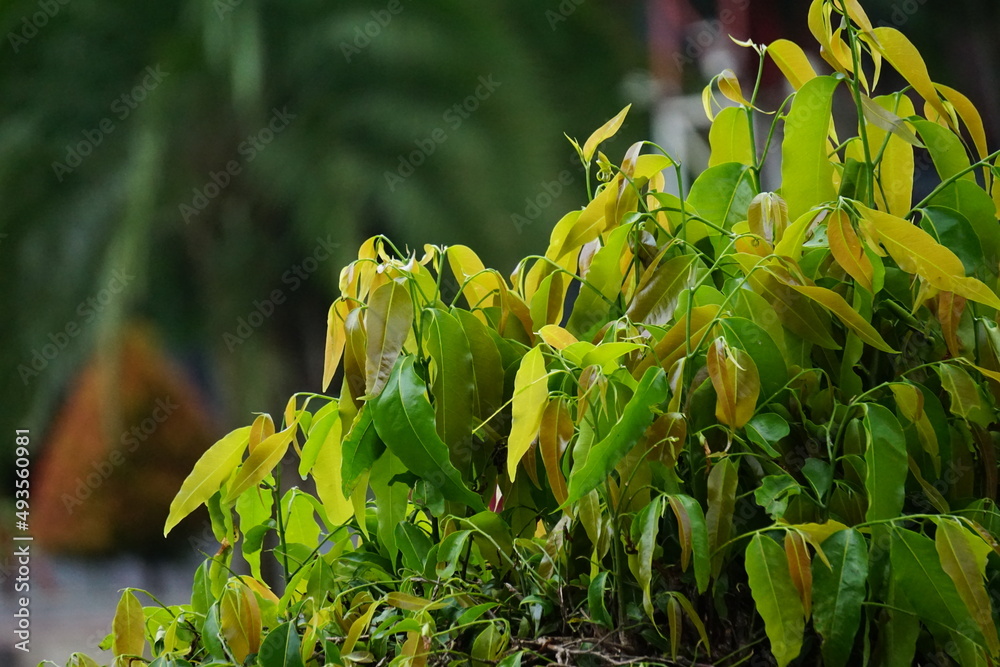 Polyalthia longifolia (glodokan, glodogan tiang ) with a natural ...