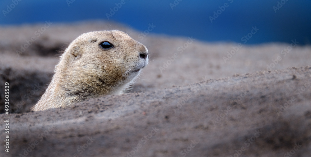 Prairie dogs are herbivorous burrowing rodents native to the grasslands ...