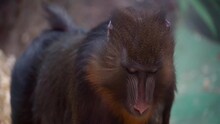 Mandrill Monkey Free Stock Photo - Public Domain Pictures