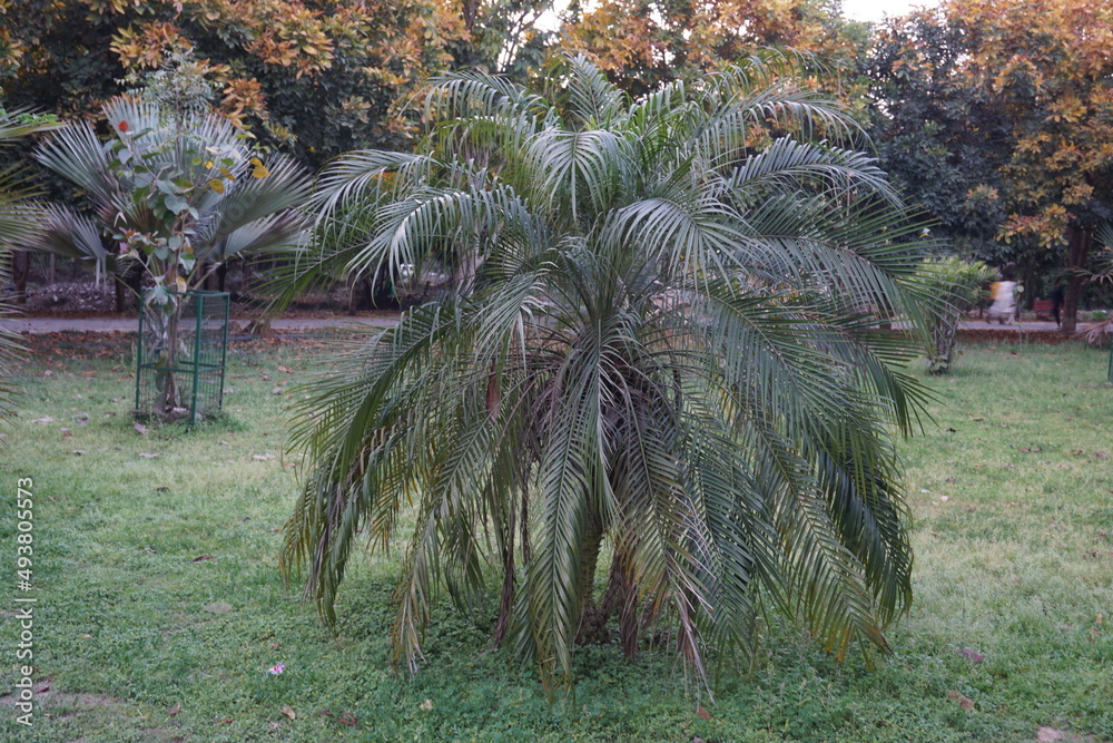 Dwarf date palm, Pygmy date palm, miniature date palm or Robellini palm ...