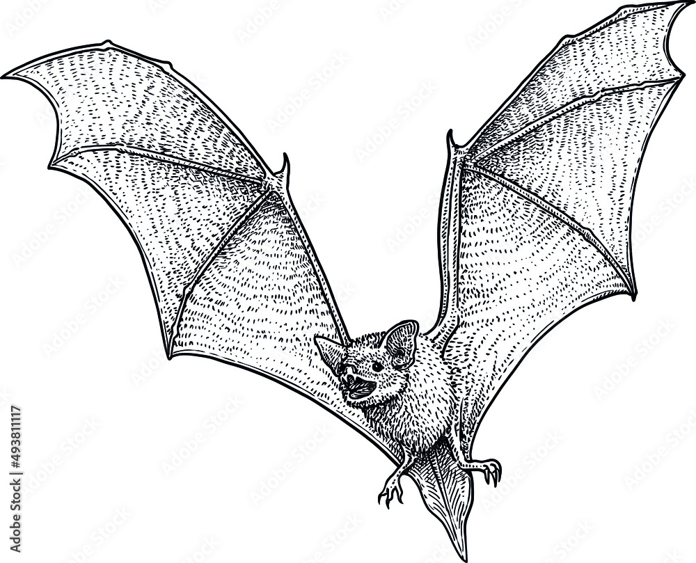 Bat illustration, drawing, engraving, ink, line art, vector Stock ...