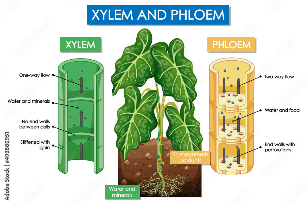 Vector de Stock Diagram showing xylem and phloem plant | Adobe Stock