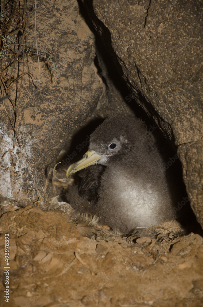 Cory's shearwater Calonectris borealis chick in its nest. Montana Clara ...