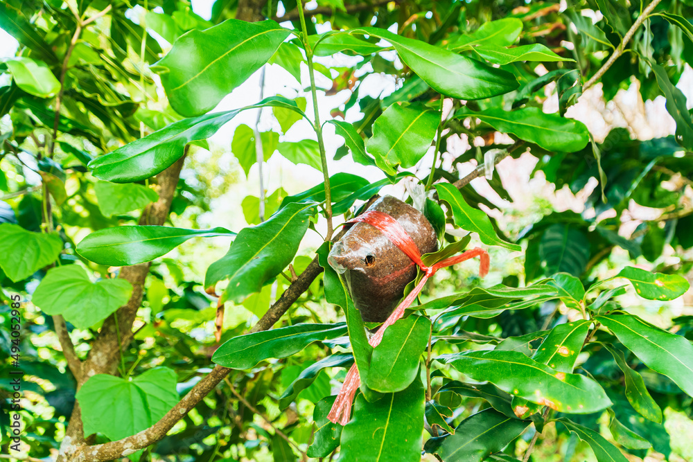 Propagating trees by grafting by farmers in Thailand Coffee plants by ...