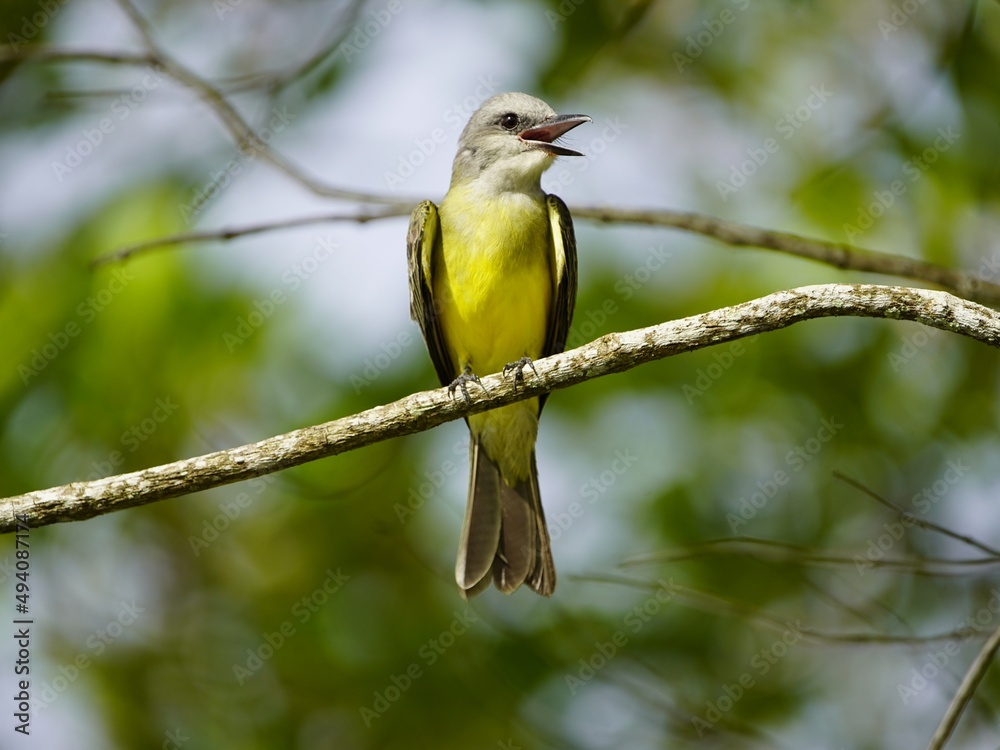 Tropical kingbird (Tyrannus melancholicus) is a large tyrant flycatcher ...