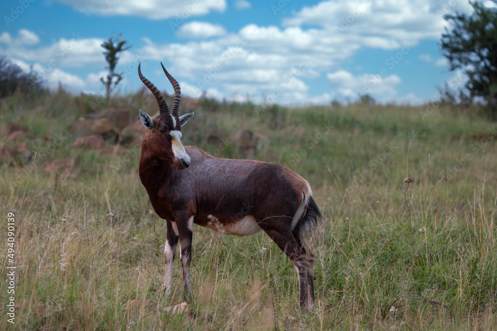 Blesbok standing proud in the Rietvlei nature reserve in south africa ...