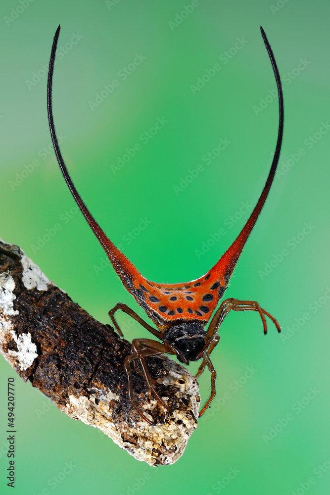 Buffalo Horn Spider (Macracantha arcuata) origin Indonesia is a rare ...