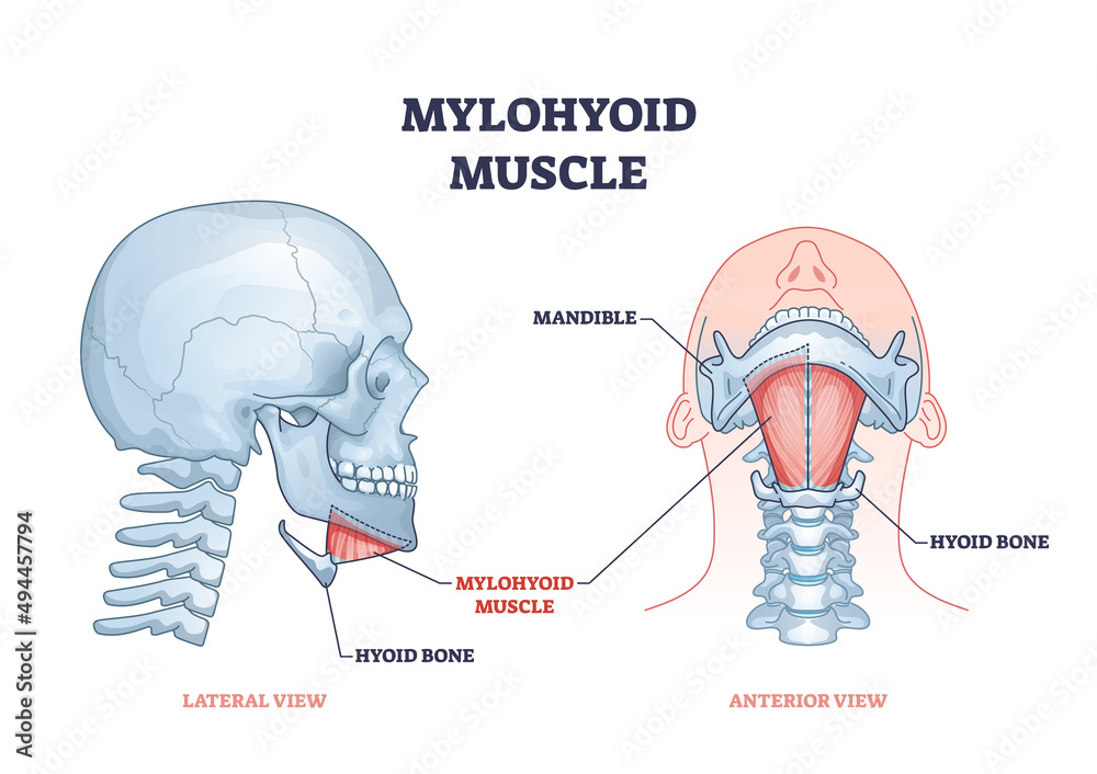 Mylohyoid muscle and hyoid bone with throat muscluar system outline ...