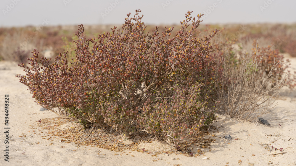 Desert grass plant in Qatar,Halophyte plant Zygophyllum qatarense or ...