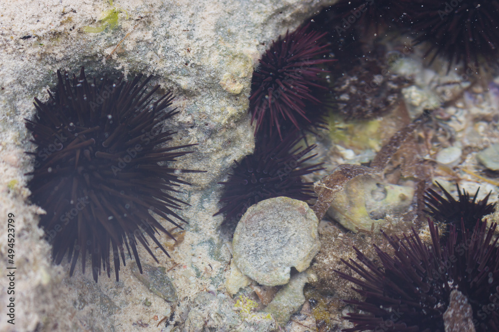 Urchin on the reef, close up. Underwater life. Marine life. Prickly ...