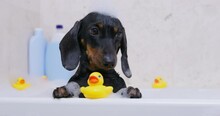 Dachshund Puppies Take A Bath Free Stock Photo - Public Domain Pictures