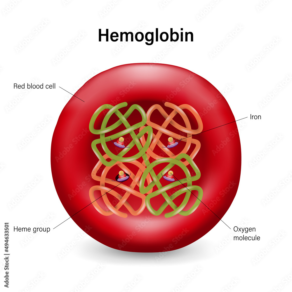 The structure of hemoglobin in red blood cells. Heme groups, α and β ...