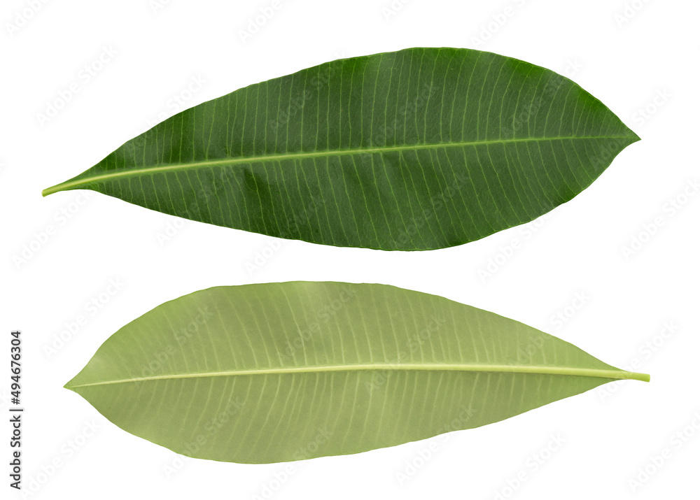 Devil tree or Alstonia scholaris green leaves isolated on white ...