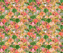 Contemporary Tulip Grid Art Print Free Stock Photo - Public Domain Pictures