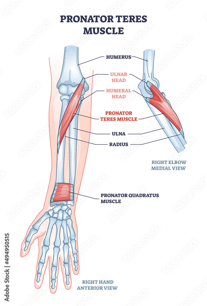 Pronator teres muscle with arm and elbow muscular system outline ...