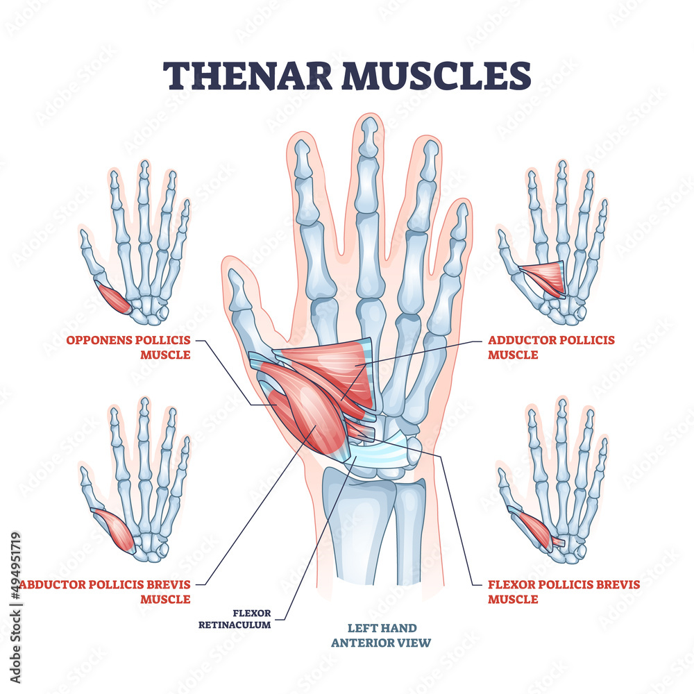 Thenar muscles for fingers movement with thumb and palm outline diagram ...