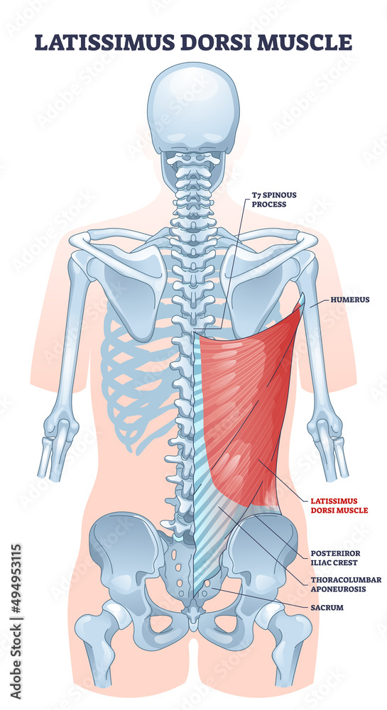 Latissimus dorsi as body side muscle behind human ribcage outline ...