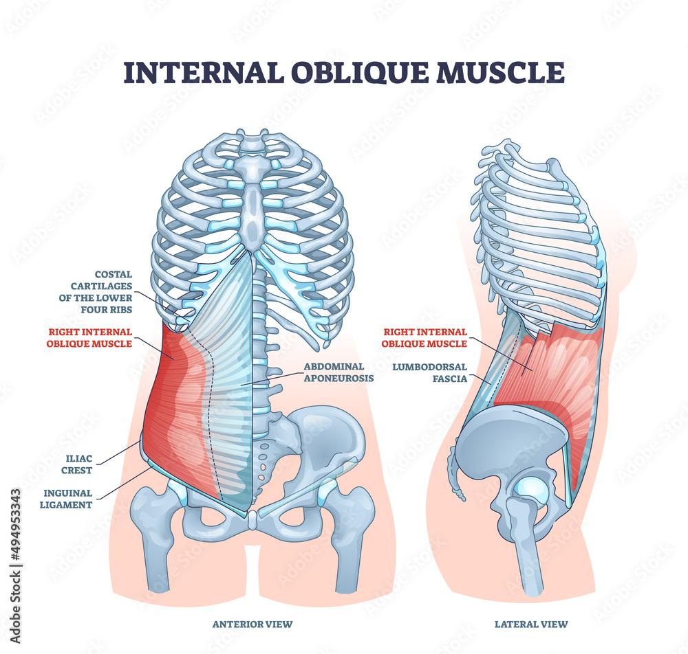 Internal oblique muscle with ribcage muscular system anatomy outline ...