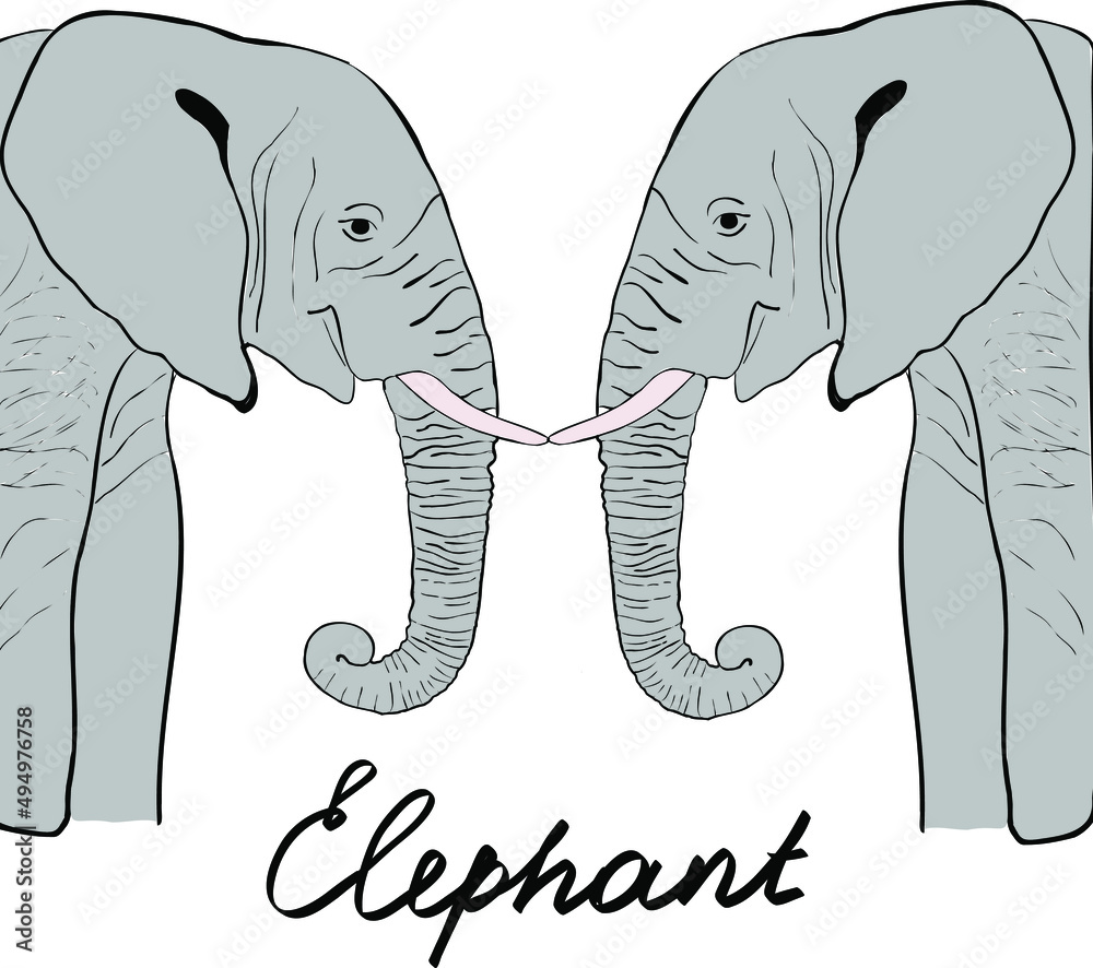 Vector illustration, two grey elephants on a white background, perfect ...