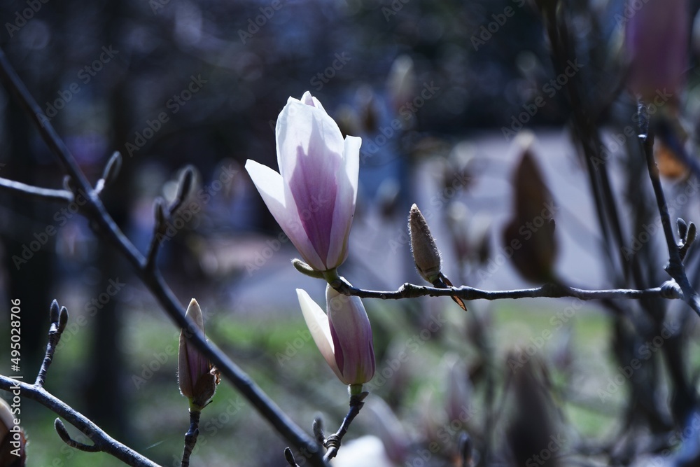 Saucer magnolia flowers. Magnoliaceae deciduous tree. A hybrid of Yulan ...