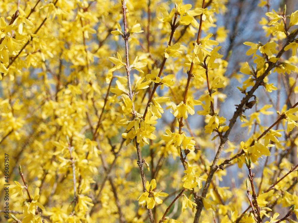 Border forsythia or common forsythia (Forsythia × intermedia) forming a ...